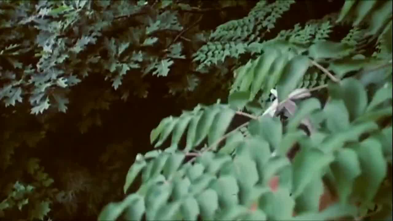 Alice In Wonderland 1976 Gonzo Musical Upscaled Dvd Porno 0a