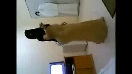 arab cougar dancing - hotntubes.com