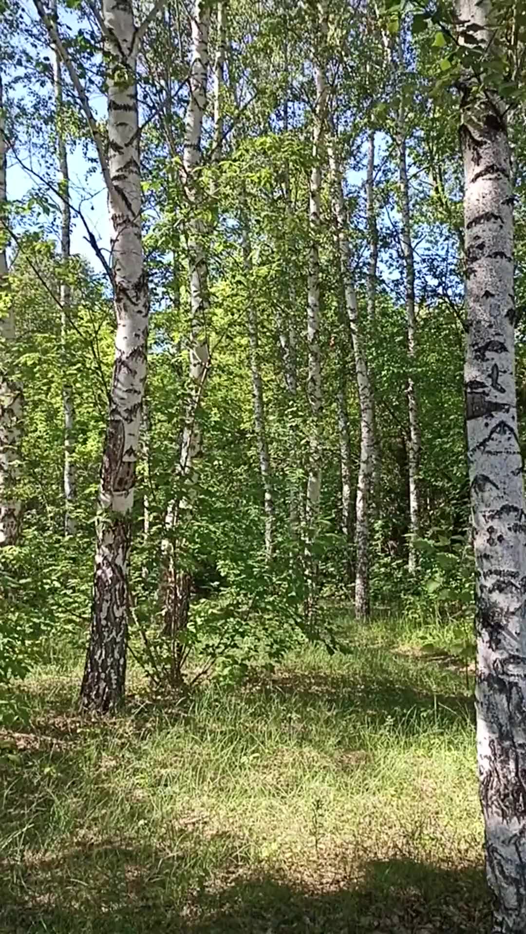 Jerking Off On The Tree Using Dry Twig Shaggy Vulva In The Woods