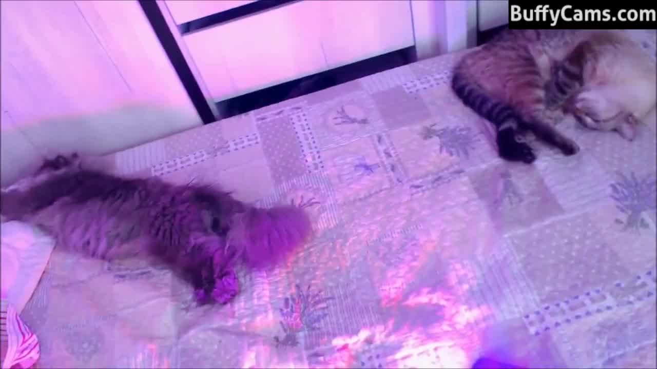 female bodybuilder pc camera session - hotntubes.com